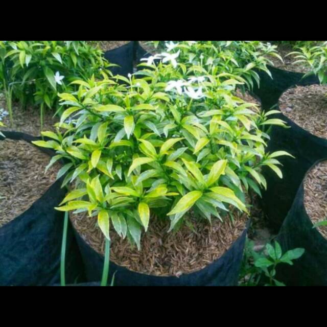 Jual Tanaman hias rumbosa mini golden - melati golden - sabrina ...