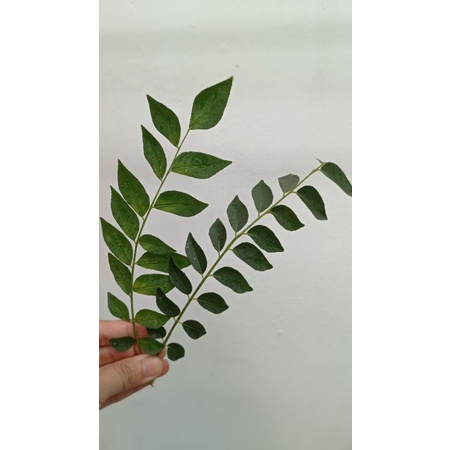 Jual Daun Salam Koja / Daun Kari / Daun Temurui Fresh Segar Petik Pohon ...