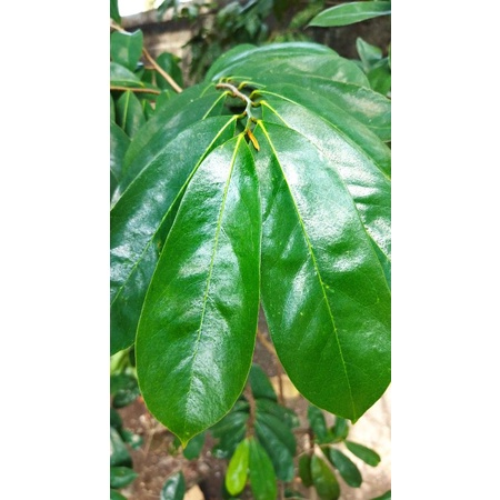 Jual Daun sirsak fresh untuk pengobatan herbal | Shopee Indonesia