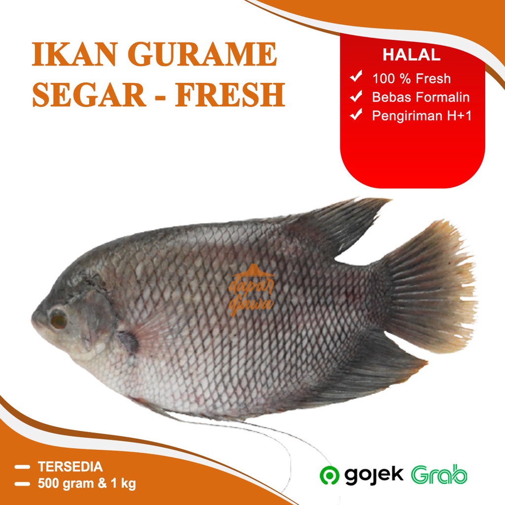 Jual IKAN GURAME LOKAL SEGAR FRESH FOOD BESAR BERSIH POTONG 500 GRAM ...