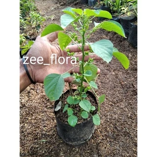 Jual Akar Kucing Terlengkap & Harga Terbaru Juni 2024 | Shopee Indonesia