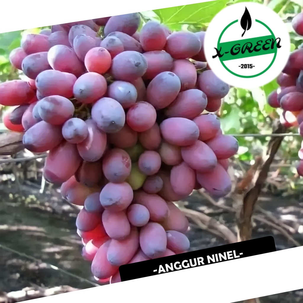 Jual Pohon Buah Anggur Ninel - (X-Green) | Shopee Indonesia