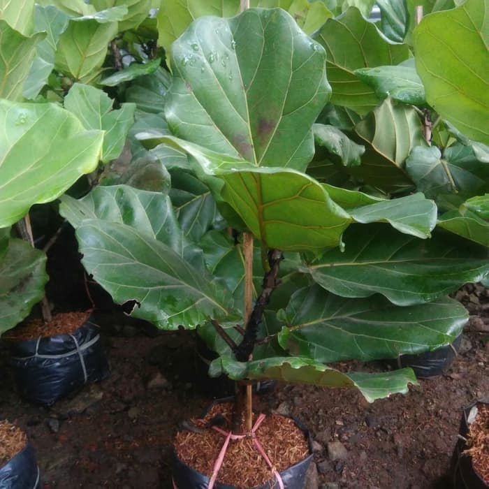 Jual Pohon Ketapang Biola Cantik atau Pohon Ara Biola Cantik | Shopee ...