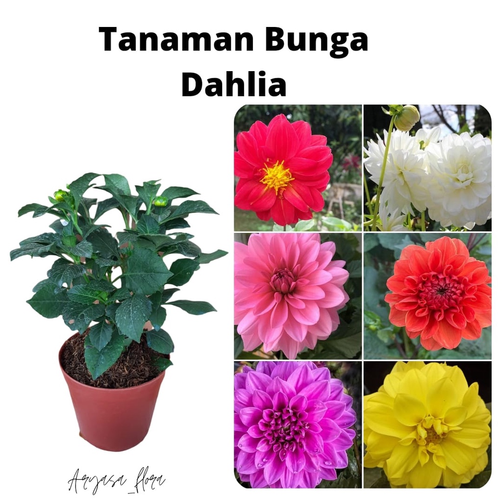 Jual Tanaman Bunga Dahlia Bangkok Bunga Besar Kondisi Berbunga Bisa ...