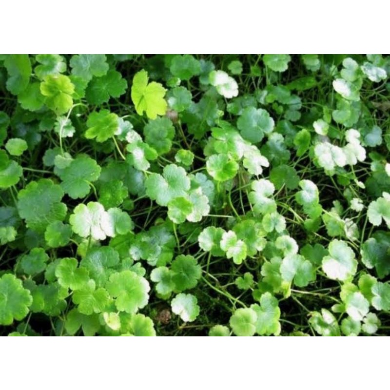 Jual DAUN SEMANGGI GUNUNG ATAU DISEBUT ANTANAN BEURIT, KEMASAN 50 grm ...