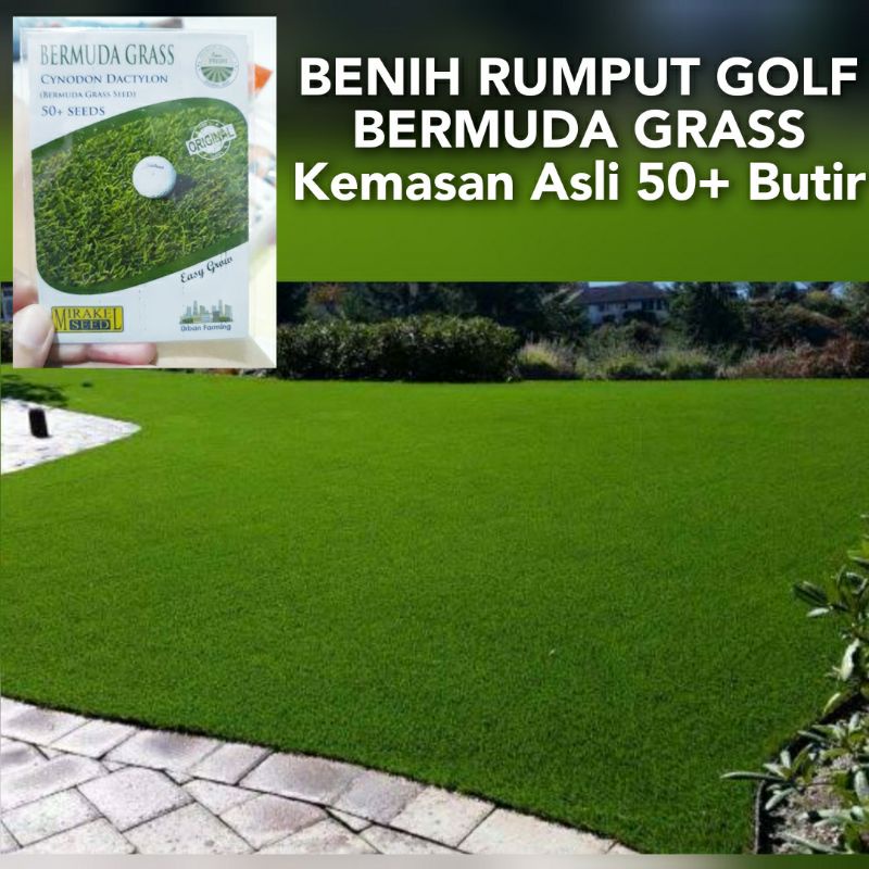 Jual Benih Rumput Golf 50 butir kemasan Asli | Shopee Indonesia