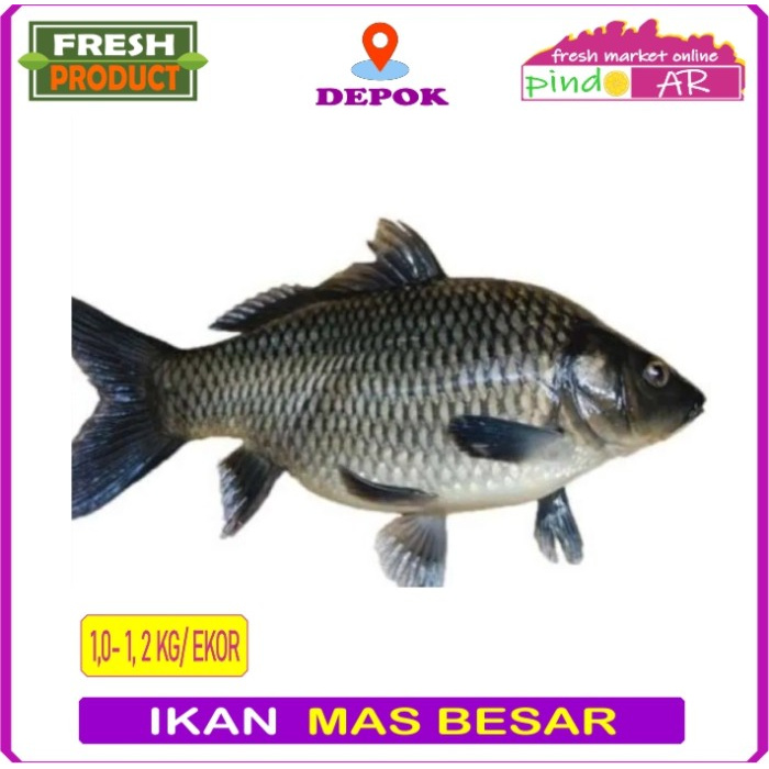 Jual IKAN MAS BESAR 1 EKOR | Shopee Indonesia
