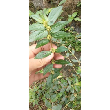 Jual 100 gram daun patikan kebo (Euphorbia) | Shopee Indonesia
