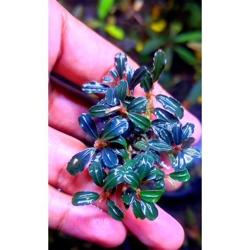 Jual Bucephalandra buce mini phantom media batu dan porsi mika | Shopee ...