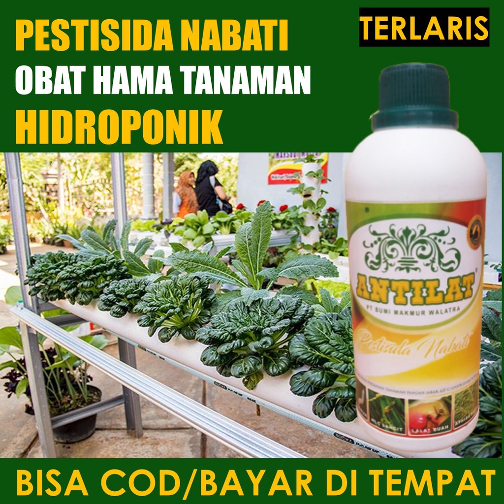 Jual PROMO Obat Hama Tanaman HIDROPONIK Buah dan Sayuran ANTILAT 500 ML ... Jual PROMO Obat Hama Tanaman HIDROPONIK Buah dan Sayuran ANTILAT 500 ML ...