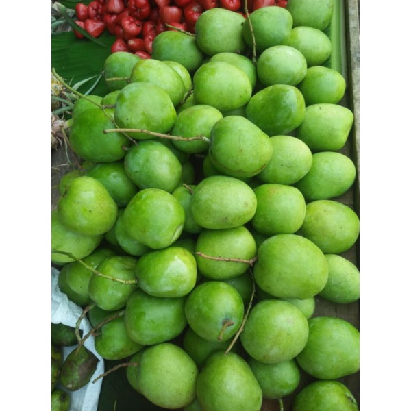 Jual BUAH MANGGA MUDA isi 1kg | Shopee Indonesia