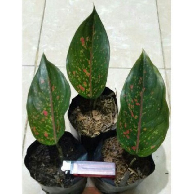 Jual Tanaman Hias Aglonem Red Venus Besar Dewasa Daun Banyak Tanaman ...