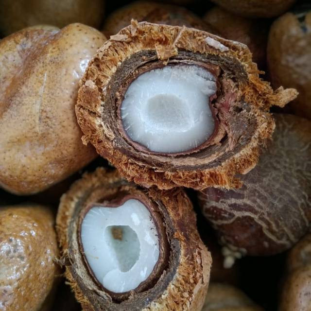 Jual BUAH ZURIAT / BUAH ADAM HAWA / BUAH KESUBURAN / PROMIL | Shopee ...