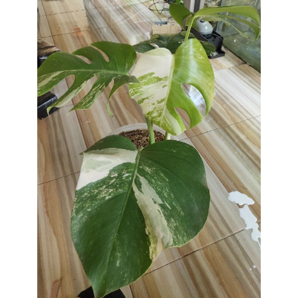 Jual monstera varigata / tanaman monstera varigata | Shopee Indonesia