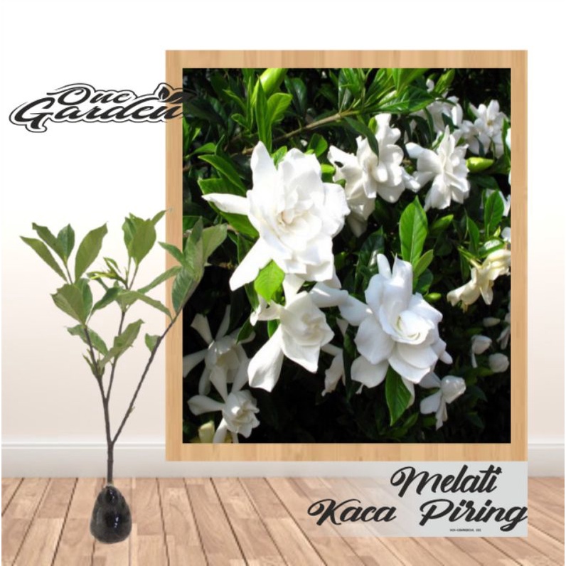 Jual Bibit Tanaman Melati Kaca Piring (Gardenia jasminoides) | Shopee ...