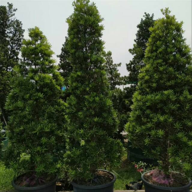 Jual Tanaman lohansung - pohon lohangsung 4 meter | Shopee Indonesia