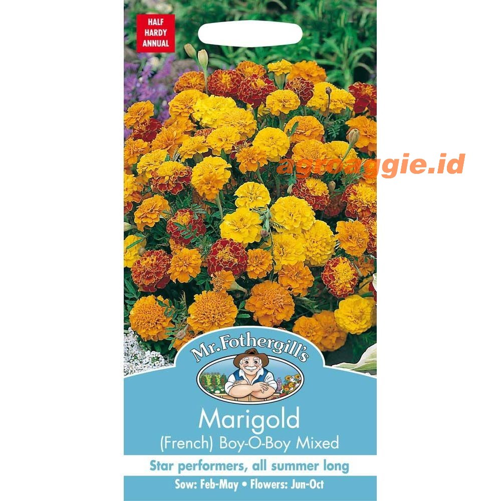 Jual Benih MARIGOLD (French) Boy-O-Boy Mixed Mr. Fothergill's | Shopee ...