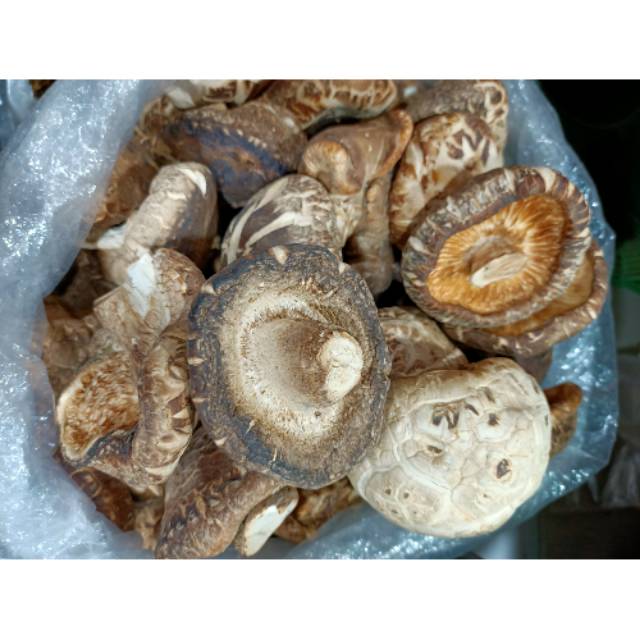 Jual JAMUR SHITAKE / Hioko / Hio Kou / Mushroom Kering / Hyoko / Jamur ...