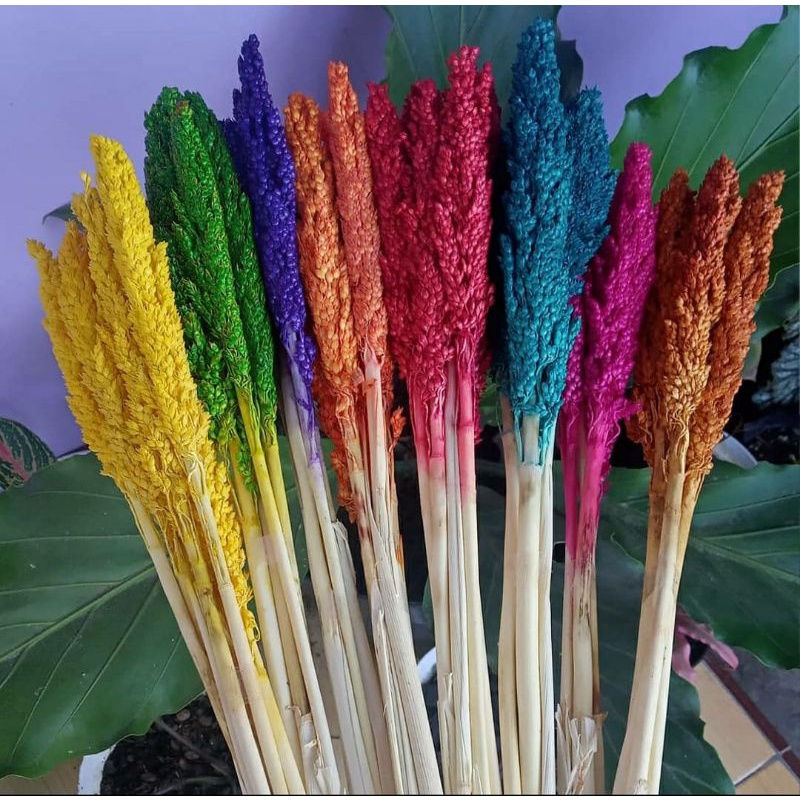 Jual Jual Bunga Cantel Kering Natural Aneka Warna Cantel Rustic 3-4 ...