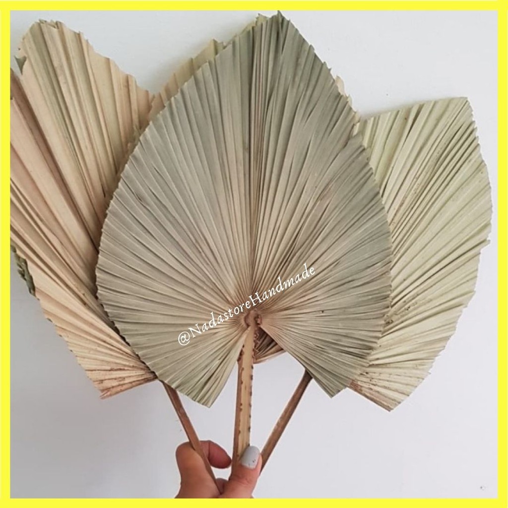 Jual ( 2 PCS ) Daun Palem Kering Natural Dekorasi Rustik Pampas Sikas ...