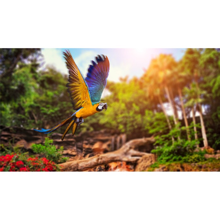 Jual Poster Burung 89X50 cm | Shopee Indonesia