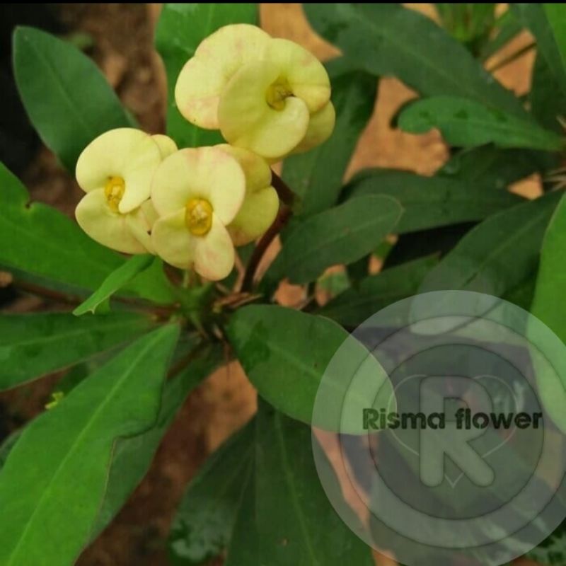 Jual POHON EUPHORBIA ( BUNGA KUNING ) BISA COD / TANAMAN HIAS | Shopee ...