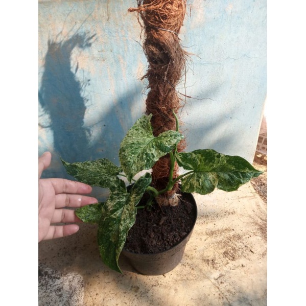 Jual bibit bunga buah tanaman pohon tin jtv jolly tiger variegata ...