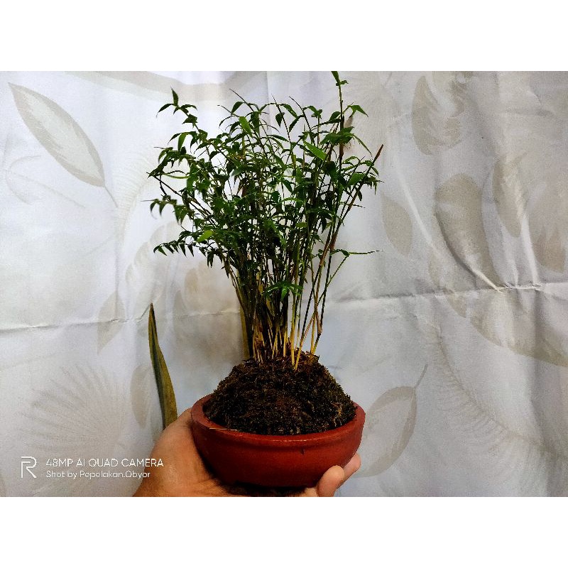 Jual Bonsai Mini Bambu Micro plus media dan pot (BEST SELLER PRODUCT ...