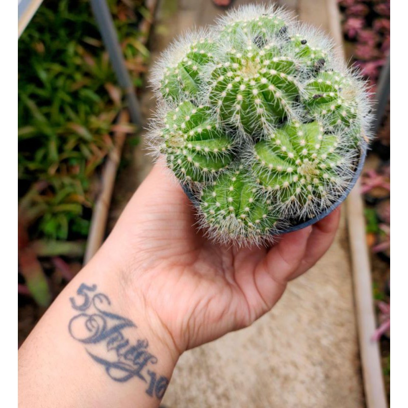 Jual Kaktus ownroot notocactus cluster exgraft | Shopee Indonesia