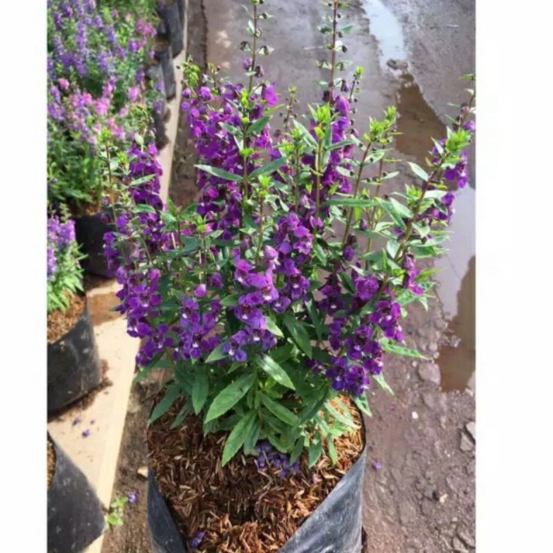 Jual Tanaman hias bunga lavender angelonia | Shopee Indonesia