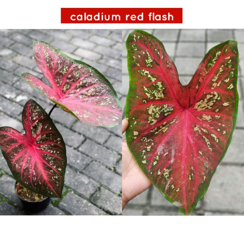 Jual Caladium Red Flash / Keladi Red Flash | Shopee Indonesia
