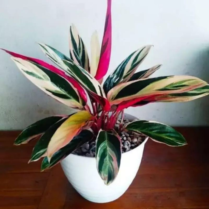 Jual tanaman hias meranti bali - tanaman hias meranti bali | Shopee ...