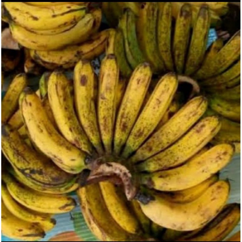 Jual Buah Pisang Barangan Medan Legit manis Segar Termurah/Sisir ny ...