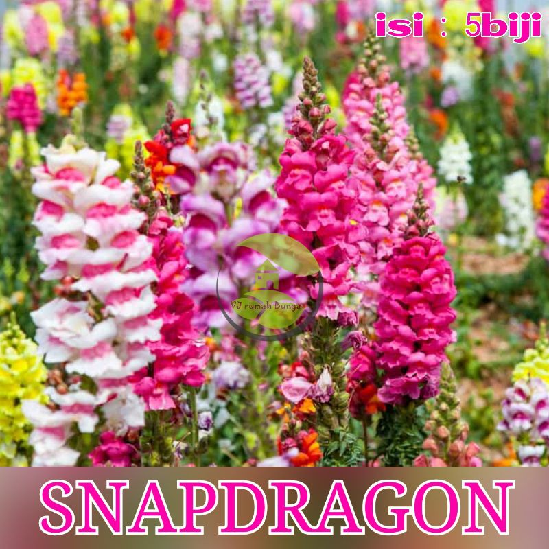 Jual 10 Butir - benih bunga snapdragon benih biji bunga tengkorak ...