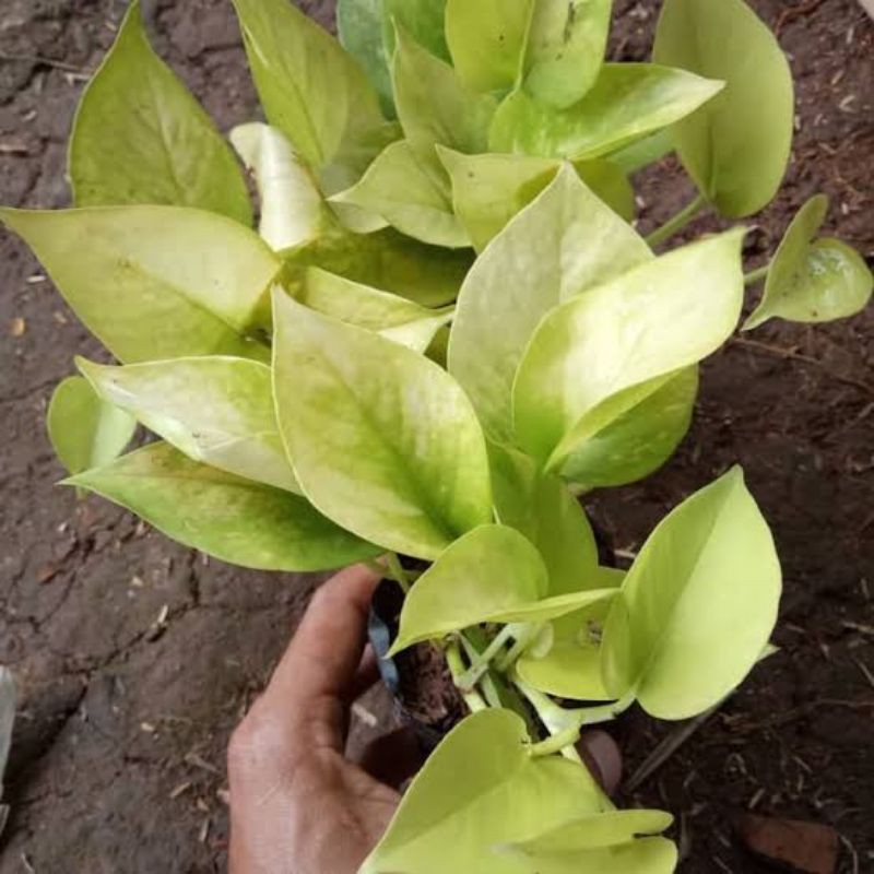 Jual Srigading kuning / sirih gading kuning - tanaman hias | Shopee ...