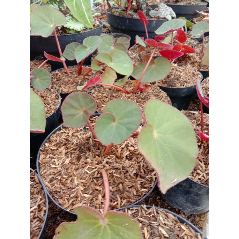 Jual begonia red carpet | Shopee Indonesia