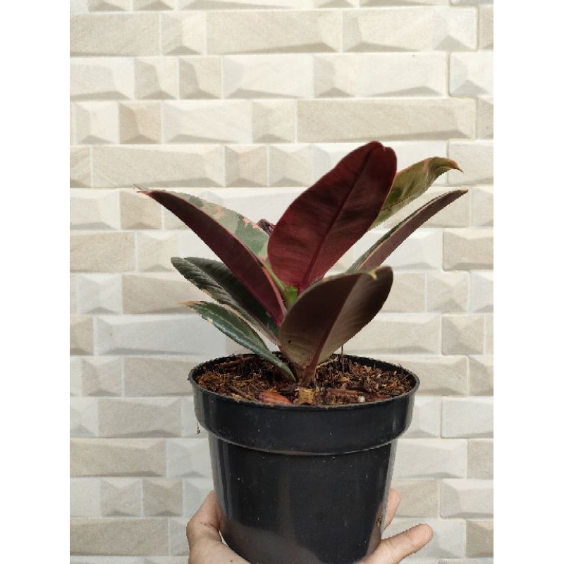 Jual ficus/ruby | Shopee Indonesia