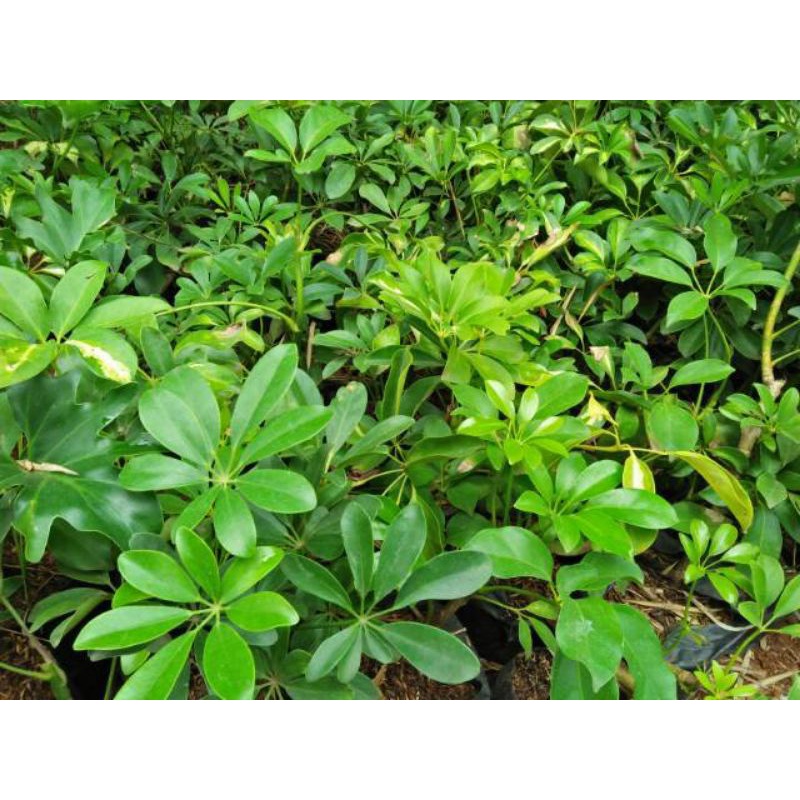 Jual tanaman hias Walisongo hijau | Shopee Indonesia