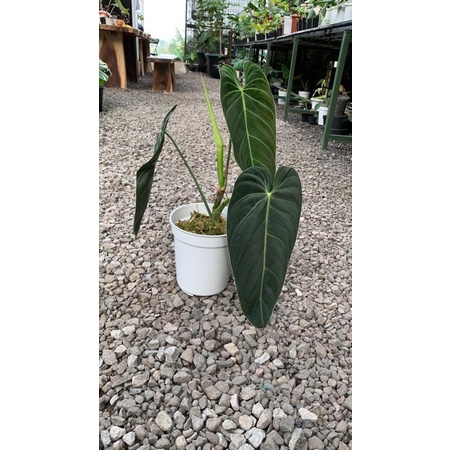 Jual tanaman melano 200 ribu | Shopee Indonesia