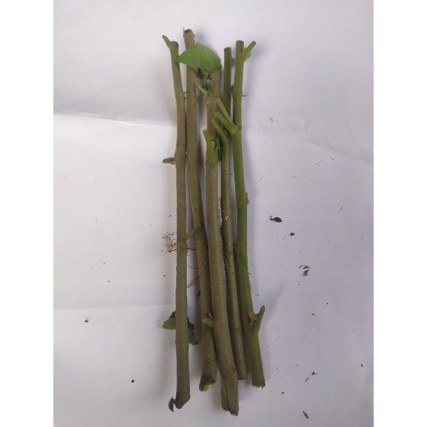 Jual stekan batang pohon warulandak putih per5batang | Shopee Indonesia