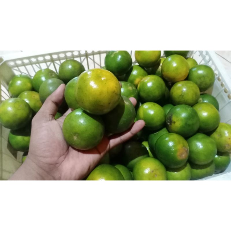 Jual Jeruk Jember Ukuran Sedang 1KG (REGULER & KARGO) | Shopee Indonesia