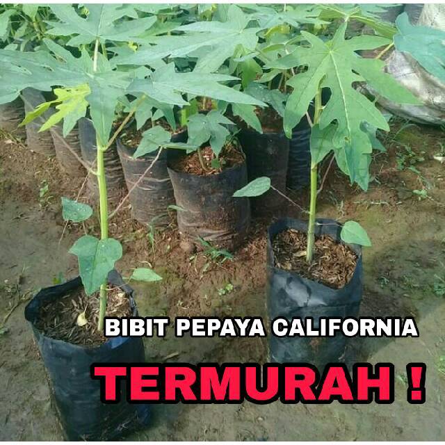 Jual Bibit Pohon Buah Pepaya California Tanaman Hidup Shopee Indonesia