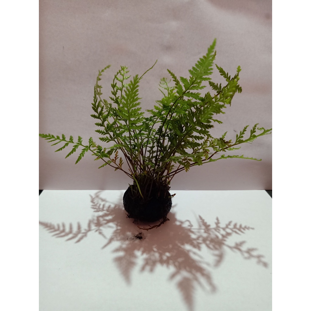 Jual TANAMAN PAKIS MEDIA WABIKUSA AQUASCAPE PAKIS DARAT | Shopee Indonesia