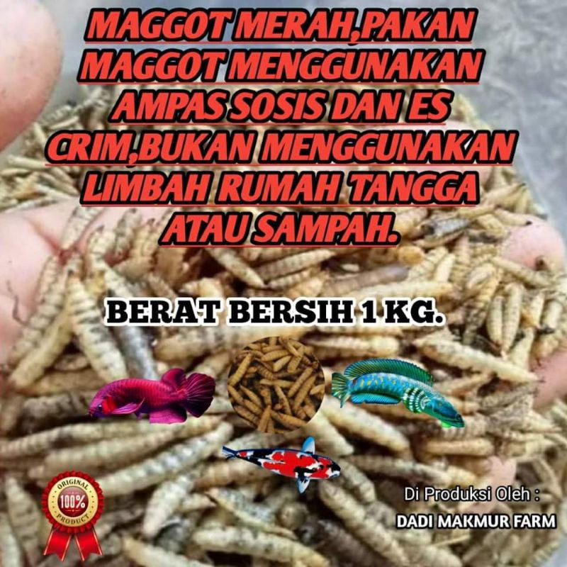 Jual Magot kuning kemerahan maggot kering 1kg pakan ikan arwana, koi ...