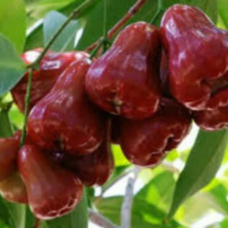 Jual Bibit Pohon Jambu Air Cincalo Merah Bln | Shopee Indonesia