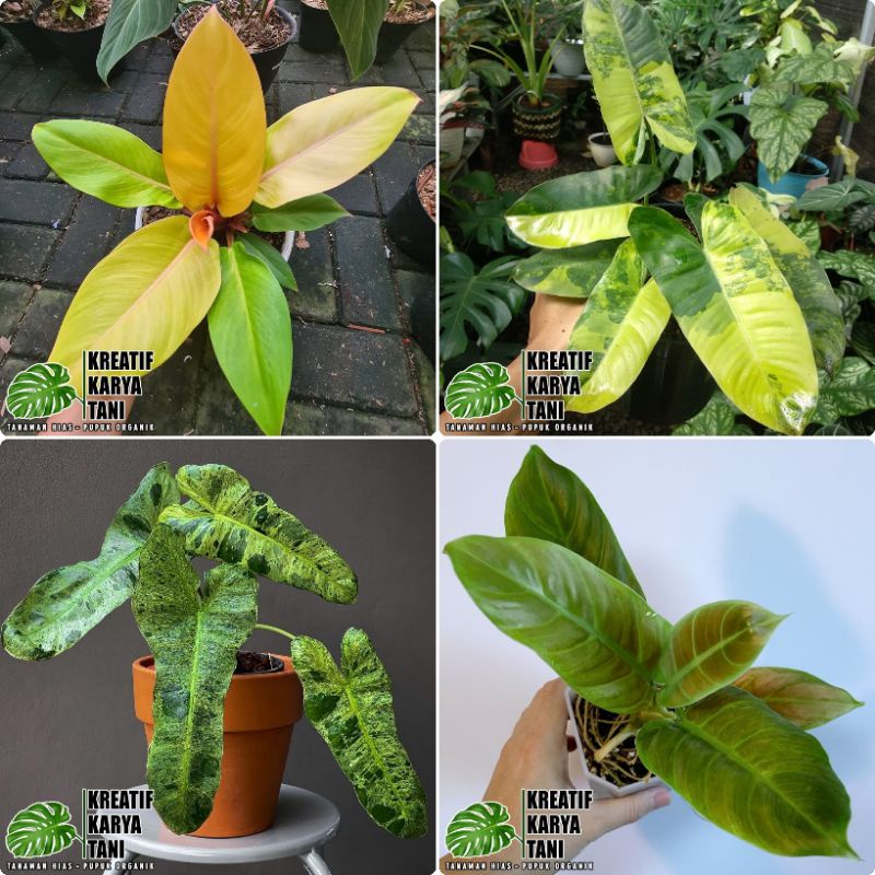 Jual Tanaman hias Philodendron Black Cardinal - Paraiso Verde - Pink ...