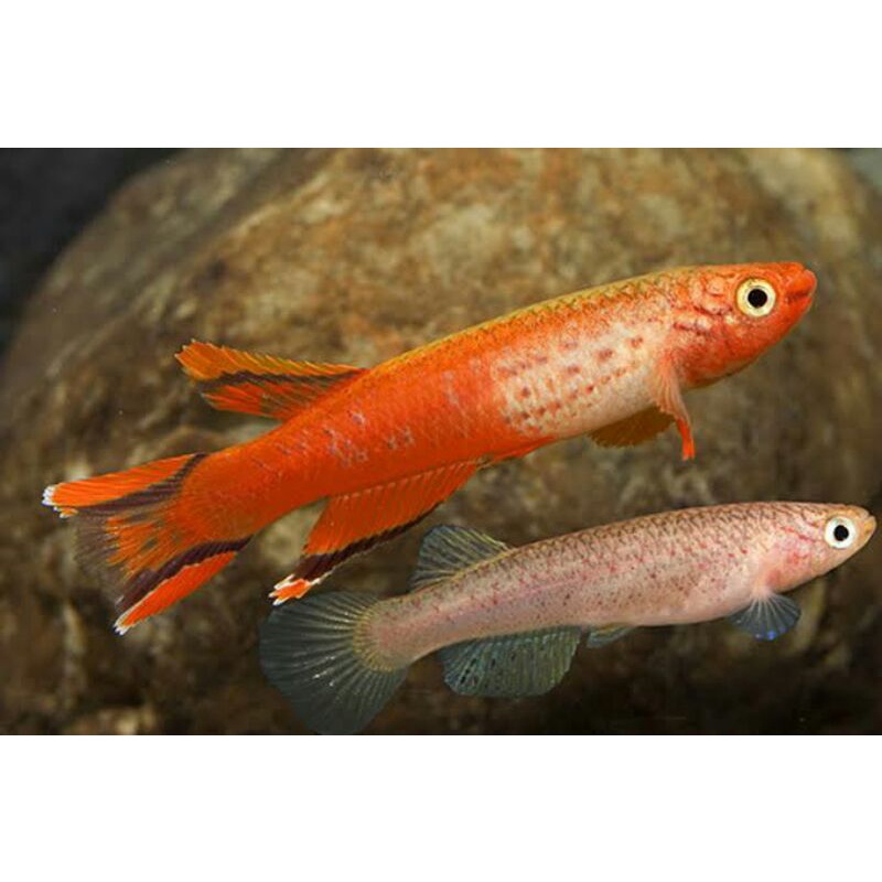 Jual Telur Killifish Aphyosemion Australe Orange | Shopee Indonesia