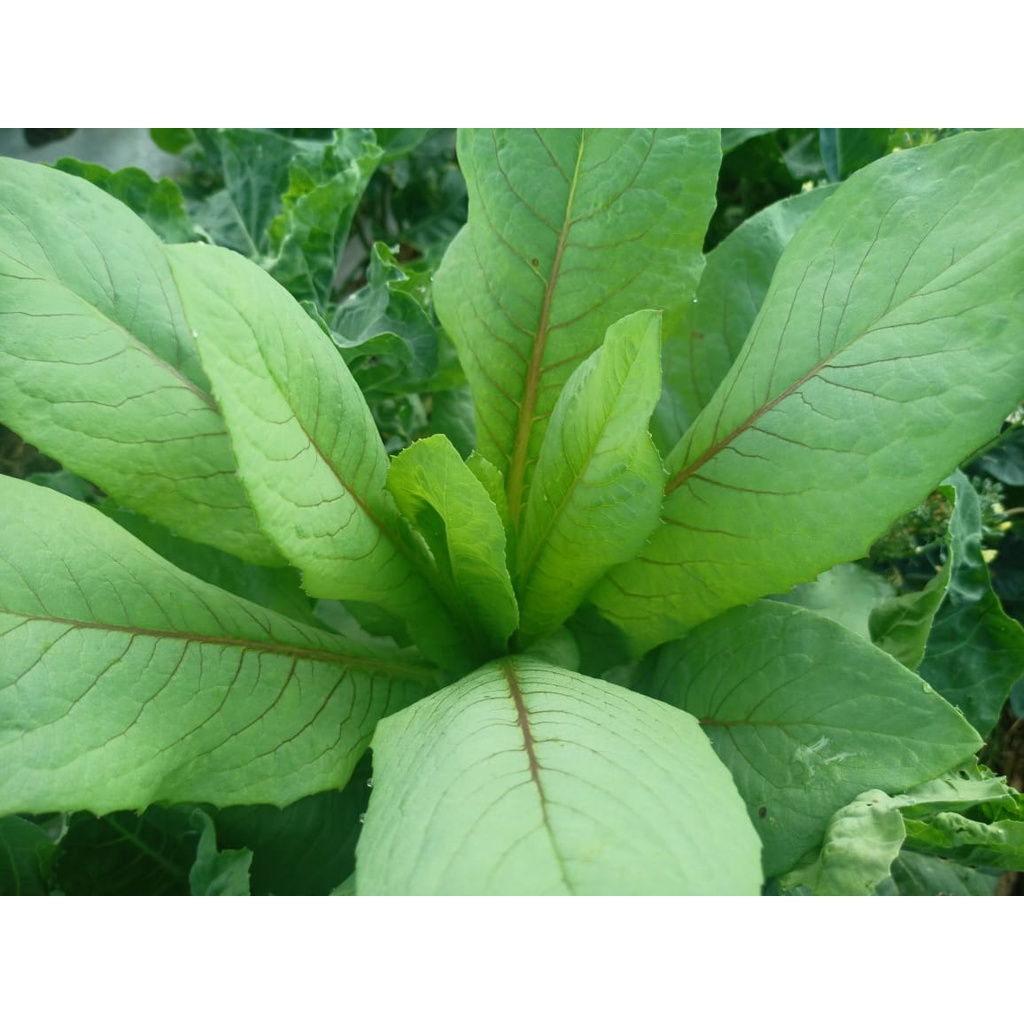 Jual Fumak | Pakan Kura-Kura per 1kg | Shopee Indonesia