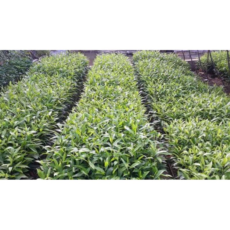 Jual Bibit Tanaman Kayu Jenitri - Pohon Genitri Super # Murah | Shopee ...