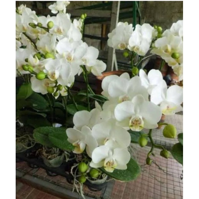 Jual bulan putih hibrid berbunga putih bersih | Shopee Indonesia